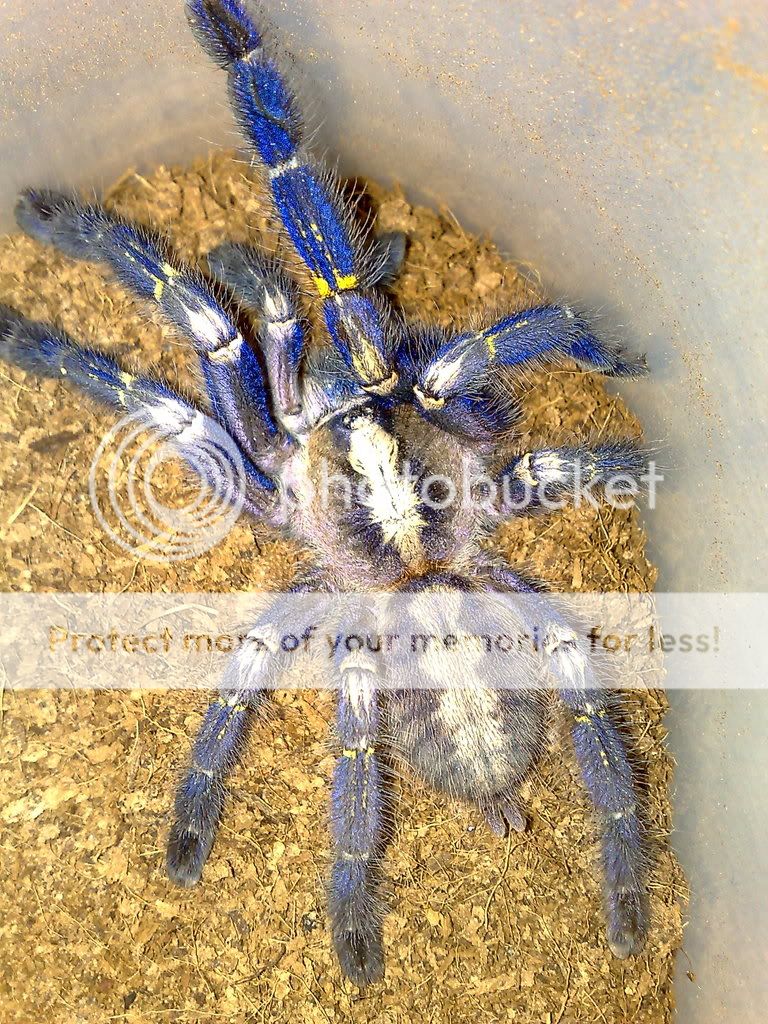 Post your Pokie/arboreal T pics | Reptile Forums