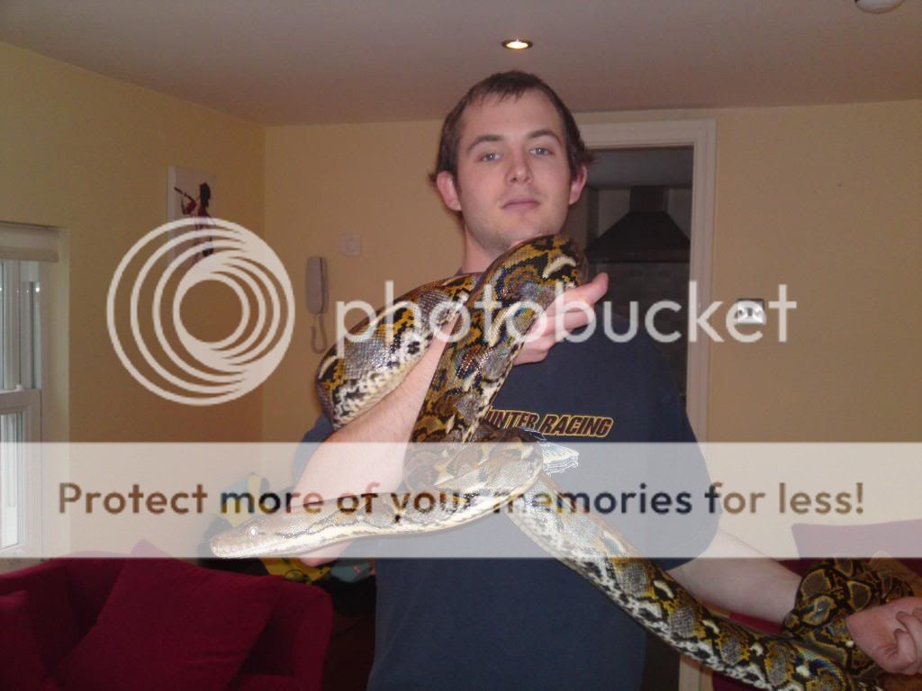 adult male retic - how big | Reptile Forums