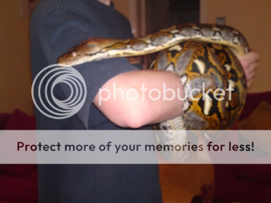 adult male retic - how big | Reptile Forums