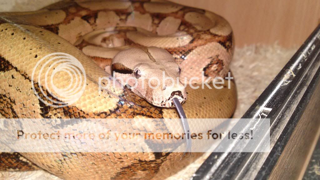 I love my snakes! | Reptile Forums