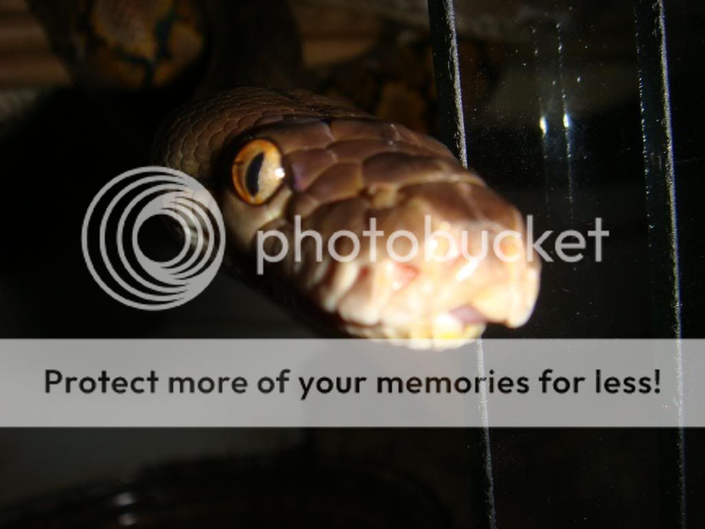 Worried about my Retic - head swelling | Reptile Forums