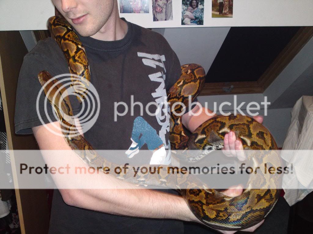 The Reticulated Python Thread | Page 9 | Reptile Forums